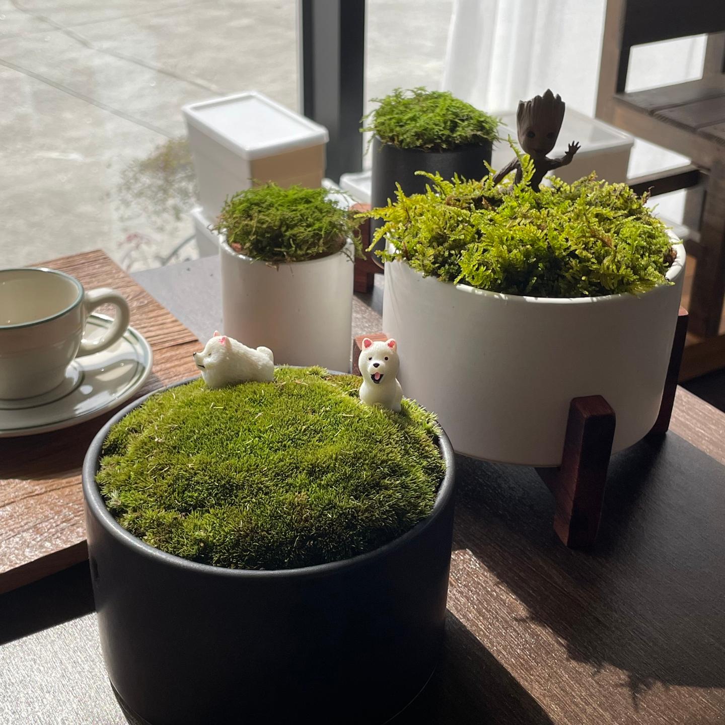 이끼로 실내 공기정화 ‘천연공기청정기’ 상품화 | 한국일보