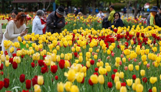 Blame the trees, not the flowers: How to survive spring pollen ...