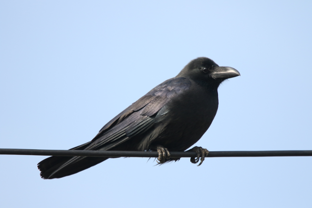 Urban Korea’s new headache: giant crows attacking people - The Korea Times