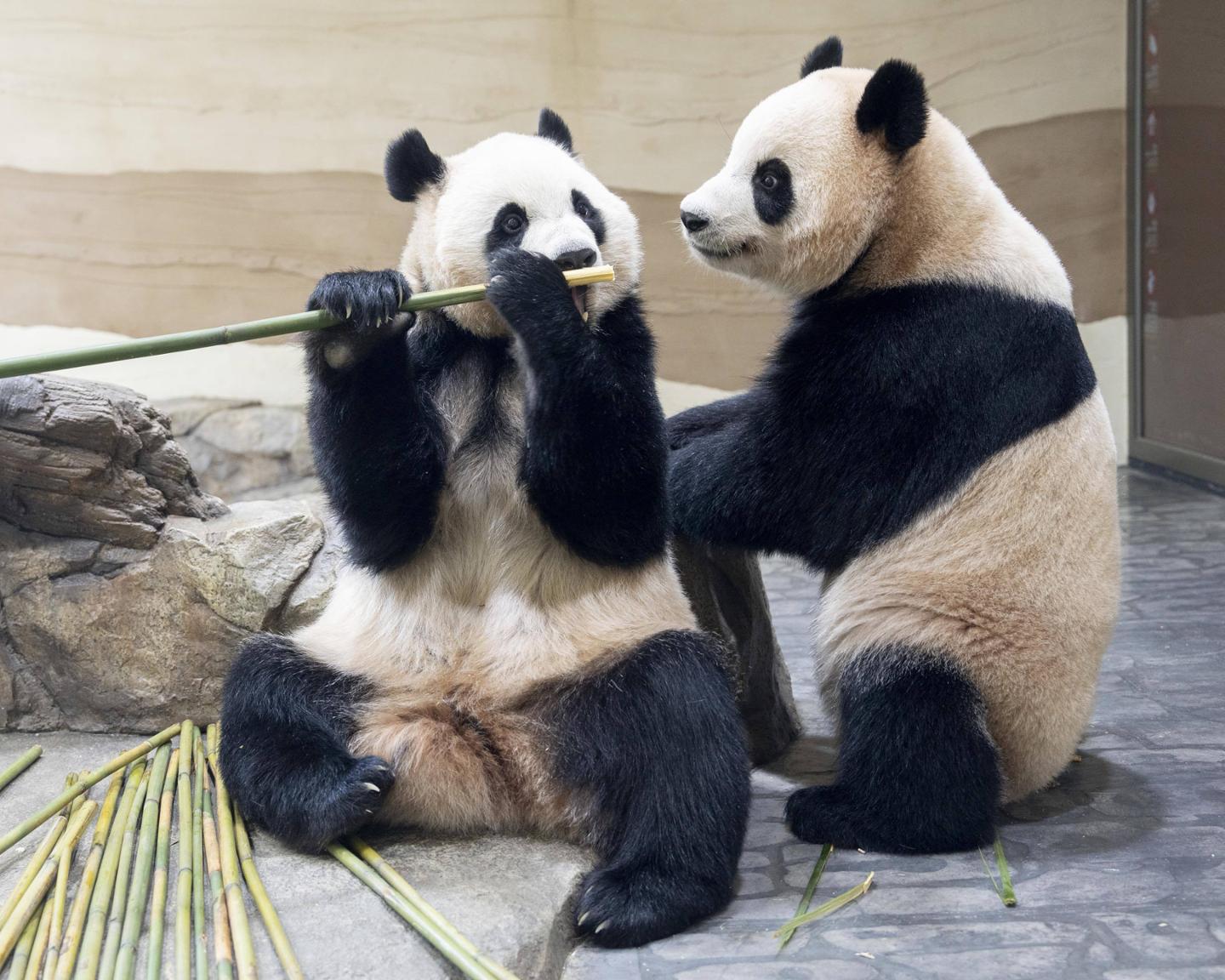 Korea's only giant panda family welcomes new cub - The Korea Times